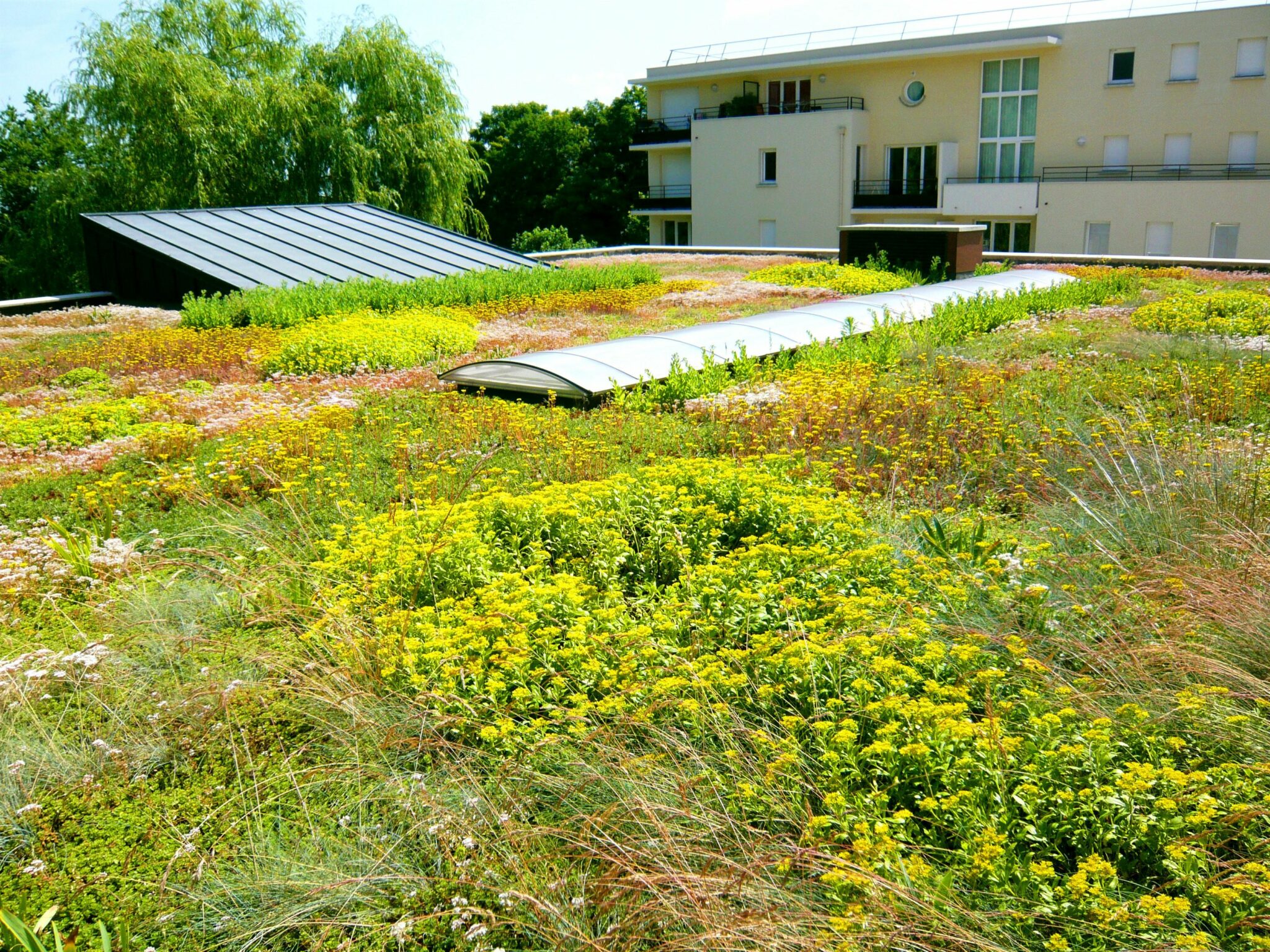 BMI Icopal: Acoperișurile verzi, un pas major pe care constructorii îl ...